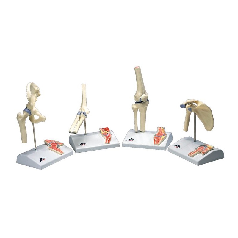 Mini Joint Series with Cross-Section - LabWorld.co.uk