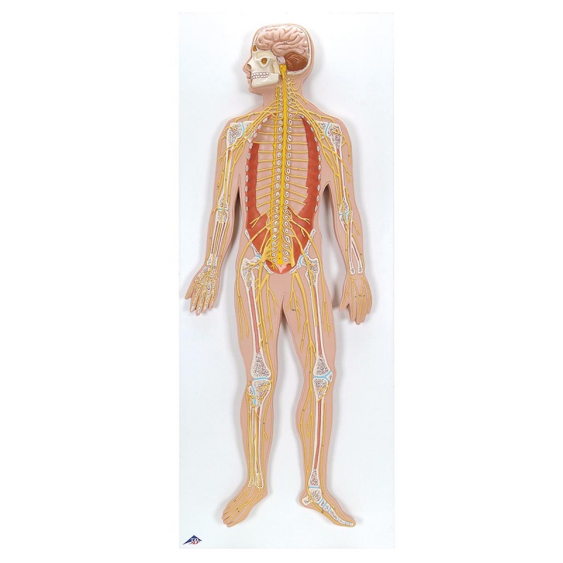 Nervous System Model - LabWorld.co.uk