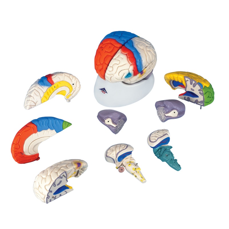 Neuro-Anatomical Brain Model (8-Part) - LabWorld.co.uk