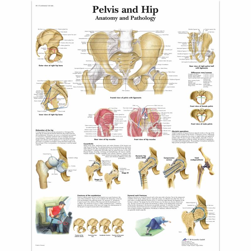 Pelvis and Hip Chart - LabWorld.co.uk