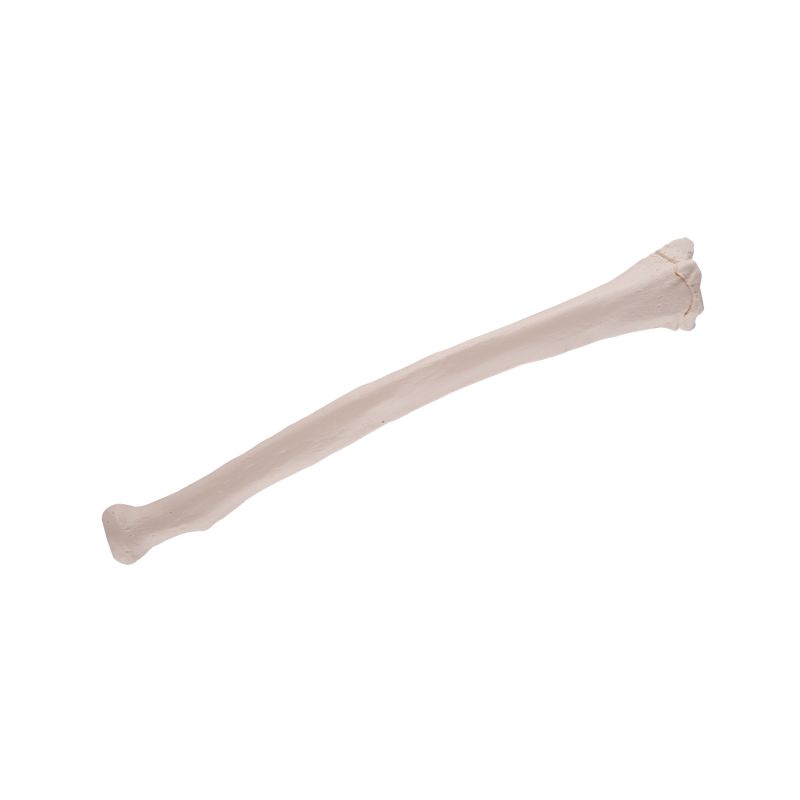 Radius Bone Replica - LabWorld.co.uk