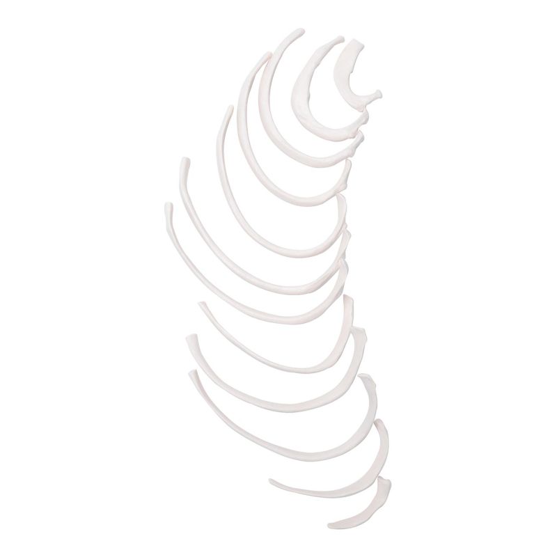 Rib Bones Replica - LabWorld.co.uk