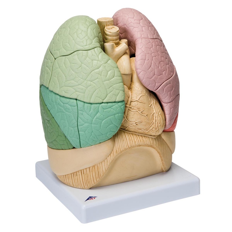 Segmented Lung Model - LabWorld.co.uk