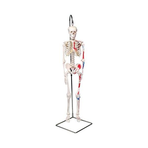 Shorty the Mini Skeleton with Painted Muscles - LabWorld.co.uk