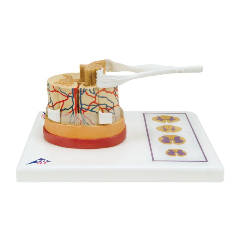 Spinal Cord with Nerve Endings Model - LabWorld.co.uk
