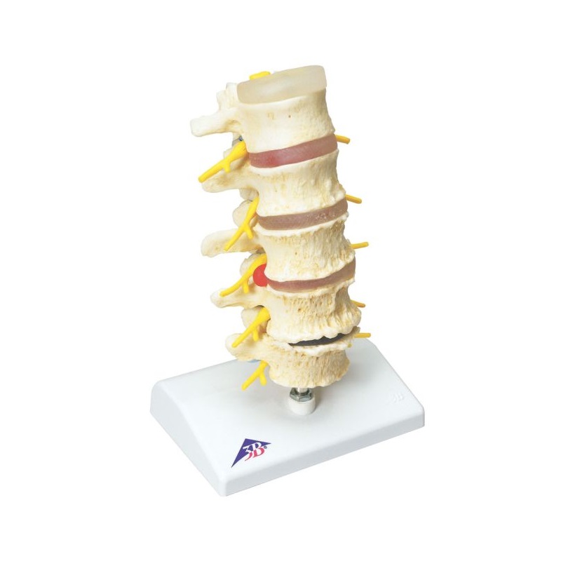 Anatomy - LabWorld.co.uk