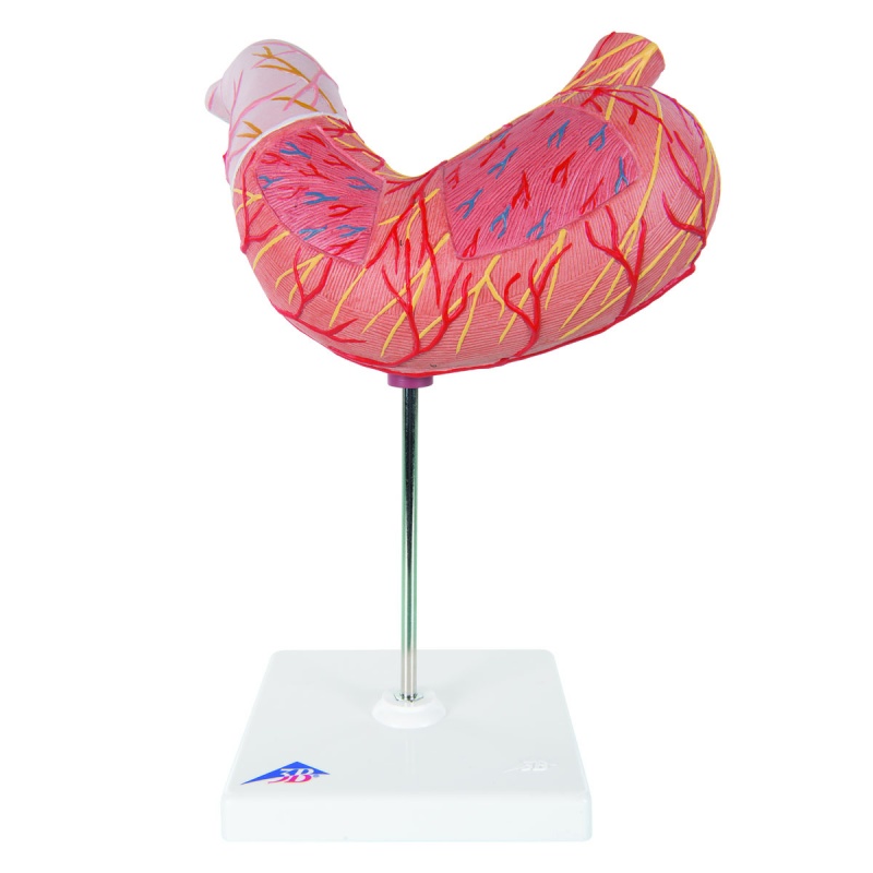 Stomach Model (2-Part) - LabWorld.co.uk