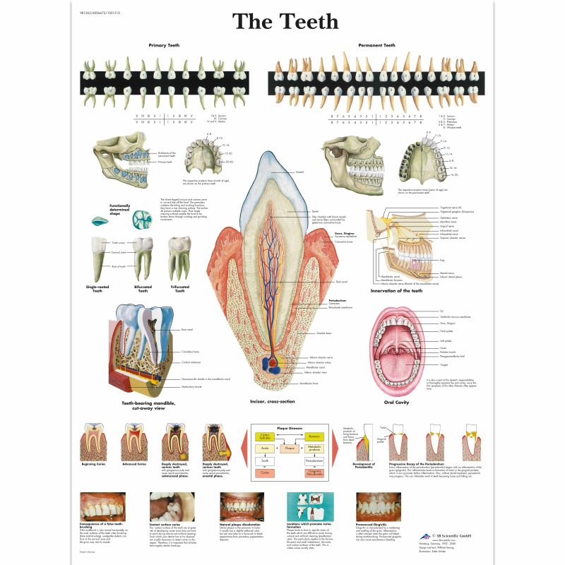 The Teeth Chart - LabWorld.co.uk