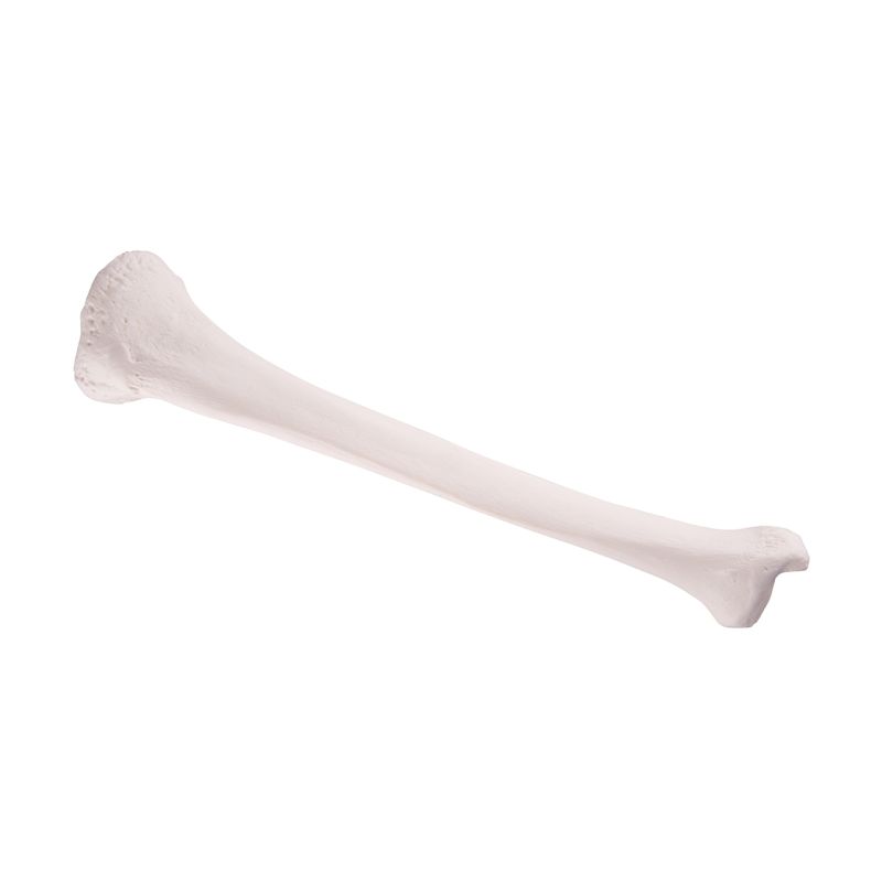 Tibia Bone Replica - LabWorld.co.uk