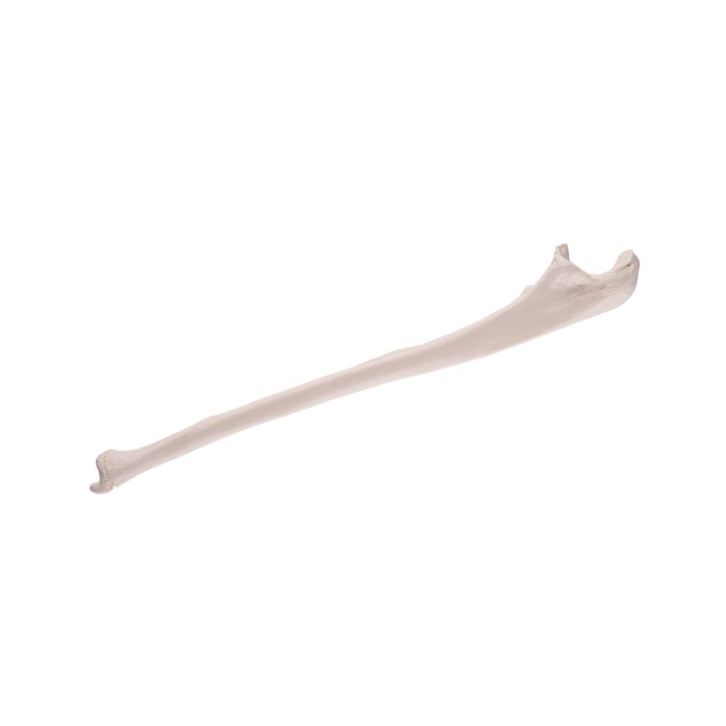 Ulna Bone Replica - LabWorld.co.uk