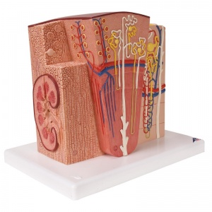 Kidney Section Model - LabWorld.co.uk