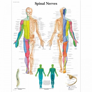 Spinal Nerves Chart - LabWorld.co.uk
